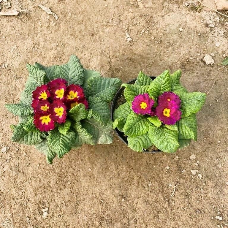 Free Next Day Delivery - Set of 2 - Primula rosea (any colour) in 6 ...