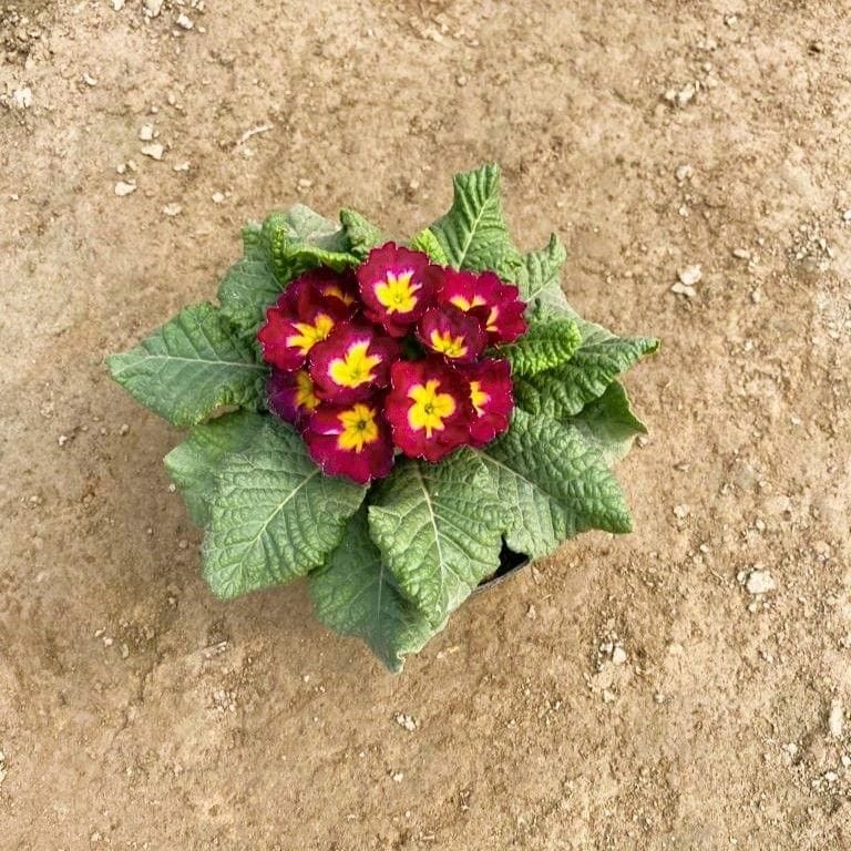 Free Next Day Delivery - Primula rosea (any colour) in 6 Inch Nursery Pot