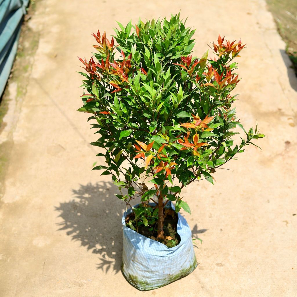 Free Next Day Delivery | Syzygium in 10 Inch Nursery Bag