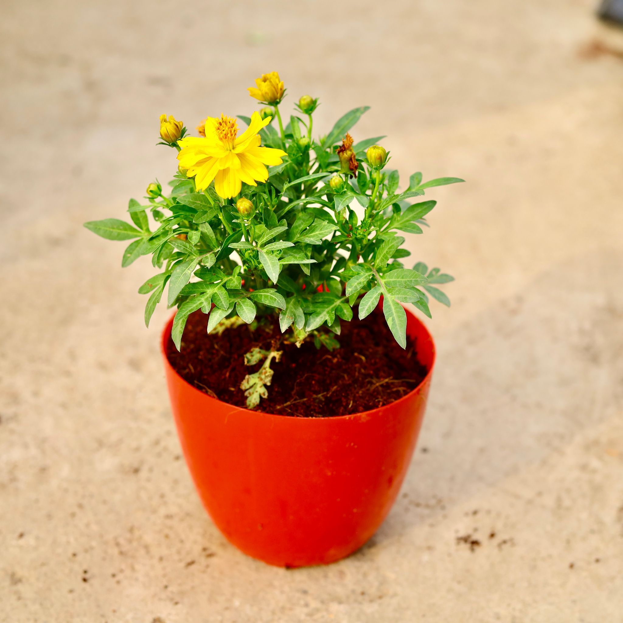 Cosmos in 6 Inch Red Premium Orchid Round Plastic Pot