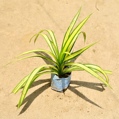 Free Next Day Delivery |Pandanus in 4 Inch Nursery Bag