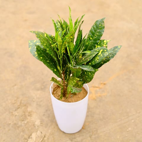 Free Next Day Delivery | Baby Croton in 4 Inch Nursery Pot
