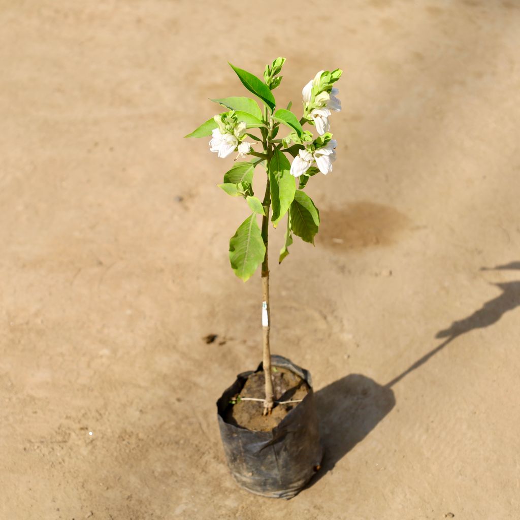 Adusa / Malabar Nut in 4 Inch Nursery bagFree Next Day Delivery