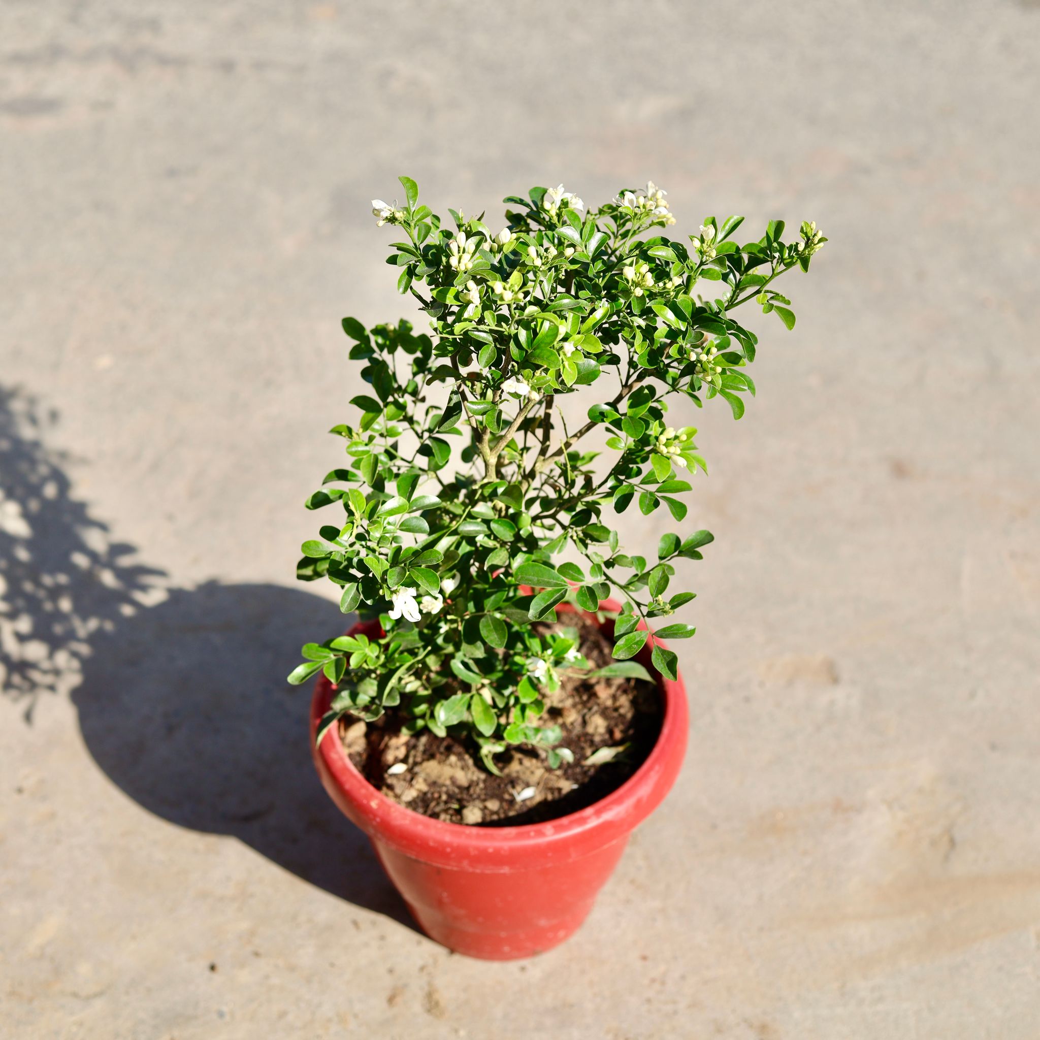 Free Next Day Delivery | Murraya / Madhu Kamini (Any Colour) in 8 Inch ...