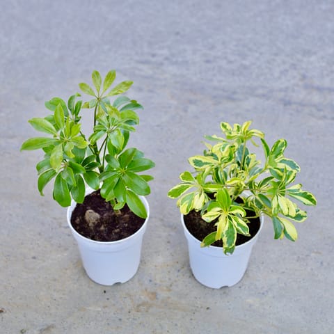 Free Next Day Delivery | Set of 2 - Schefflera Green & Schefflera Mini ...