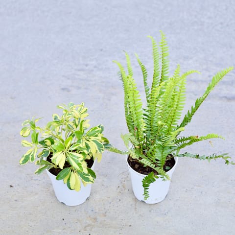 Free Next Day Delivery | Set of 2 - Schefflera Mini Variegated & Fern ...