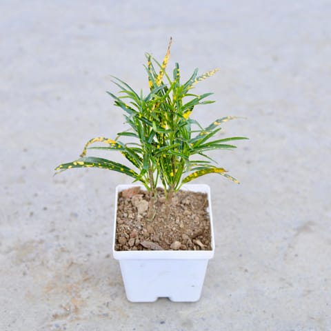 Free Next Day Delivery | Chironji Croton Mini in 4 Inch Elegant White ...