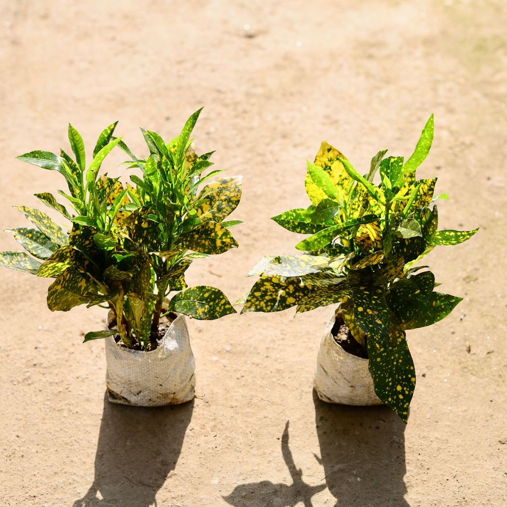 Free Next Day Delivery | Set of 2 - Baby Croton in 4 Inch Nursery bag