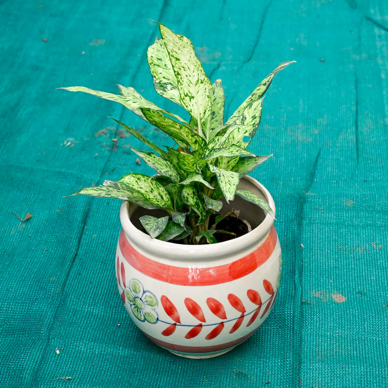 Free Next Day Delivery | Aglaonema Snow White in 7 Inch Premium Round ...