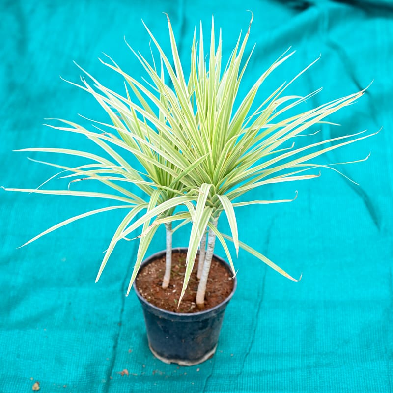 Free Next Day Delivery | Dracaena Chloroma White in 6 Inch Nursery Pot