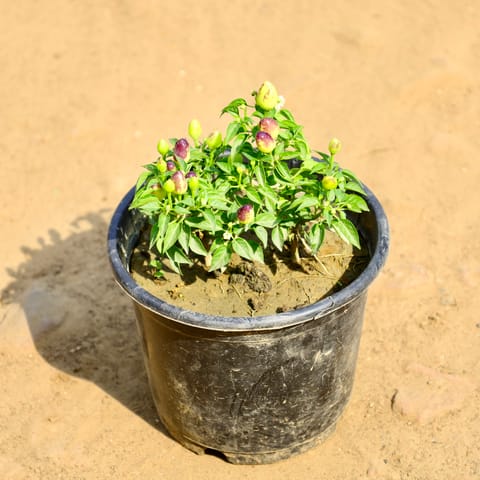Free Next Day Delivery | Mirch / Chilli Plant in 6 Inch Nursery Pot