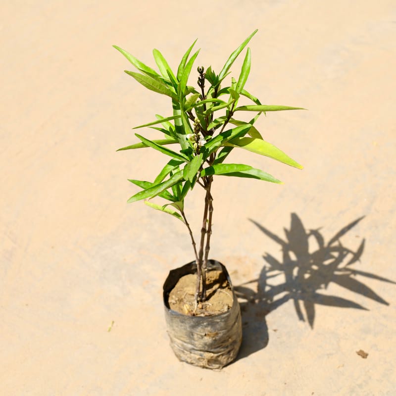 Free Next Day Delivery | Sukh Shanti in 4 Inch Nursery Bag