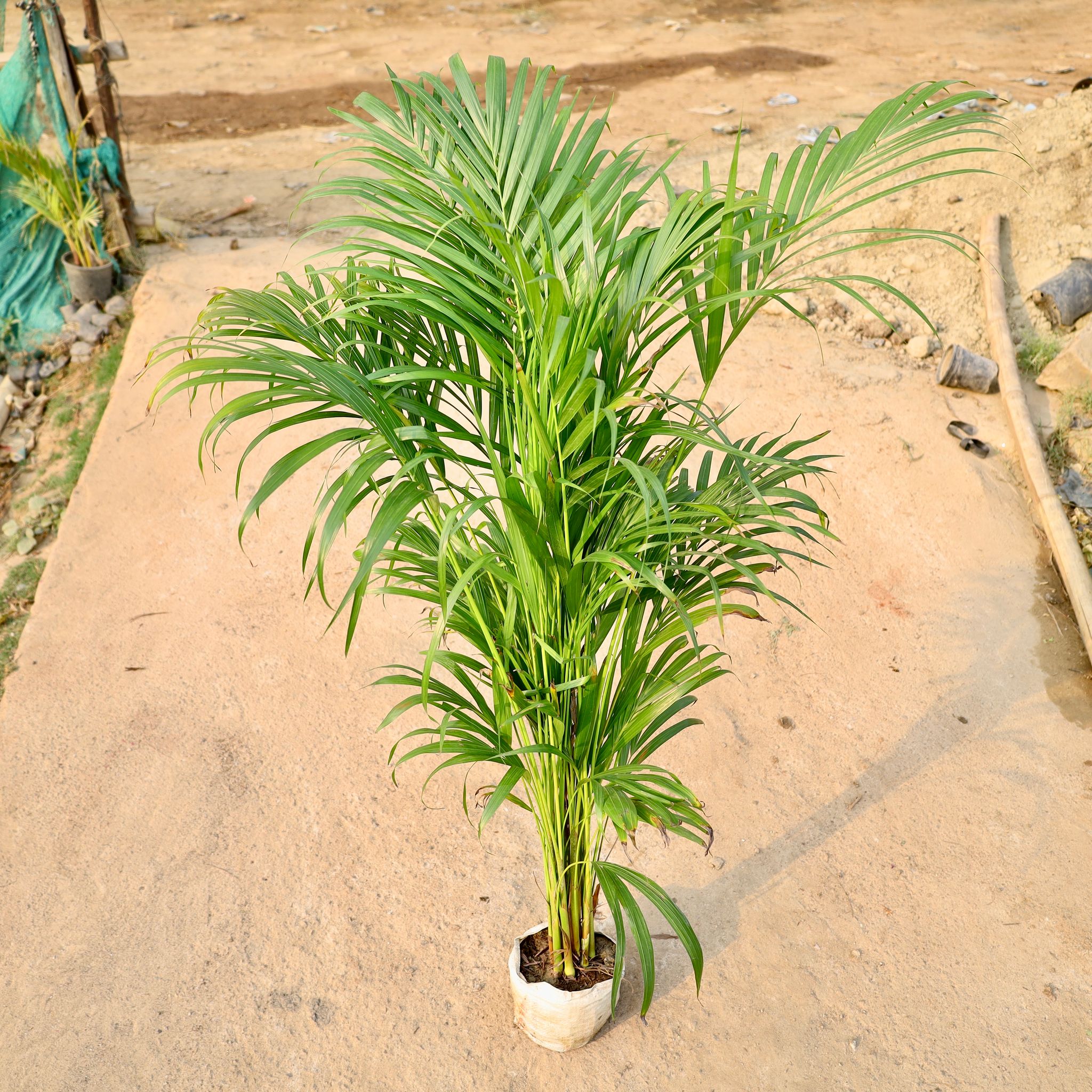 Free Next Day Delivery | Areca Palm in 7 Inch Nursery Bag