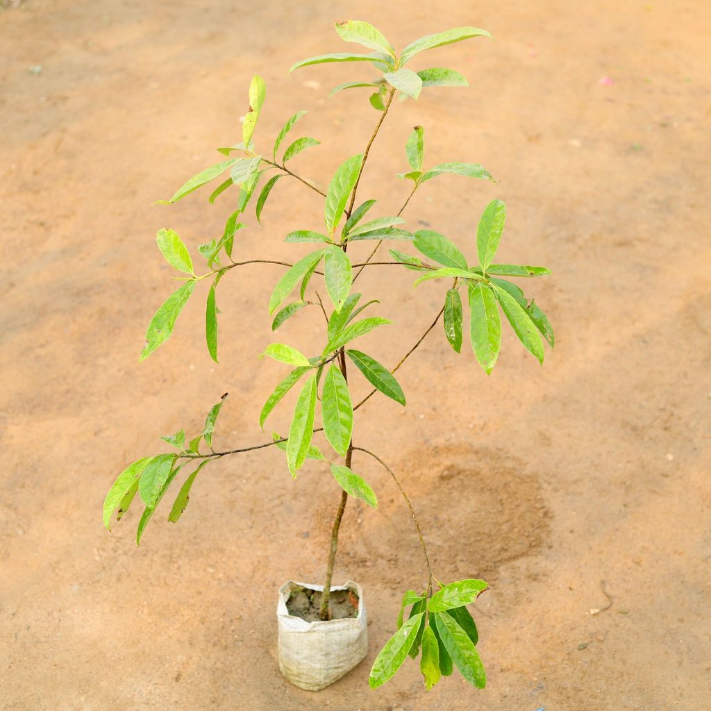 Free Next Day Delivery | Rudraksh / Elaeocarpus Ganitrus in 8 Inch ...