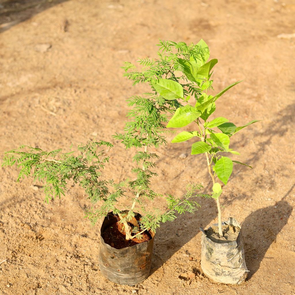 Free Next Day Delivery | Set of 2 - Shami & Bel Patra in 6 Inch nursery bag