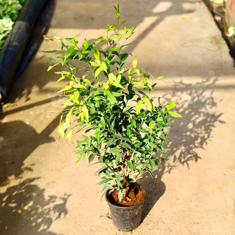 Free Next Day Delivery | Syzygium / Christina Ficus (~ 2 Ft) in 6 Inch ...