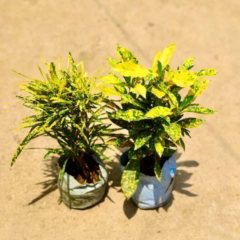 Free Next Day Delivery |Set of 2 - Baby Croton & Choronji Croton in 4 ...
