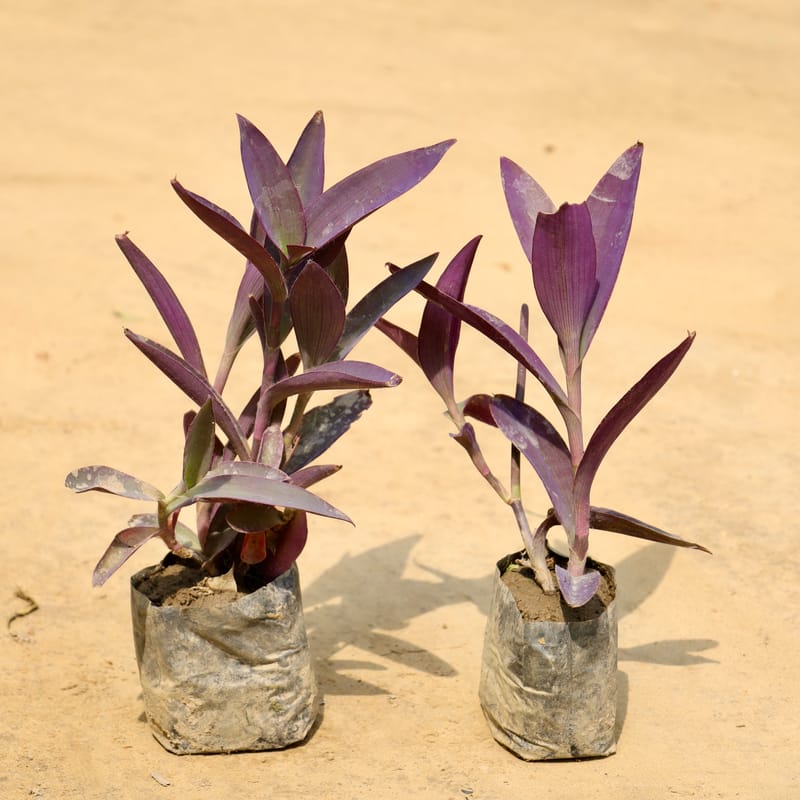 Free Next Day Delivery | Set of 2 - Purple Heart in 4 Inch Nursery Bag