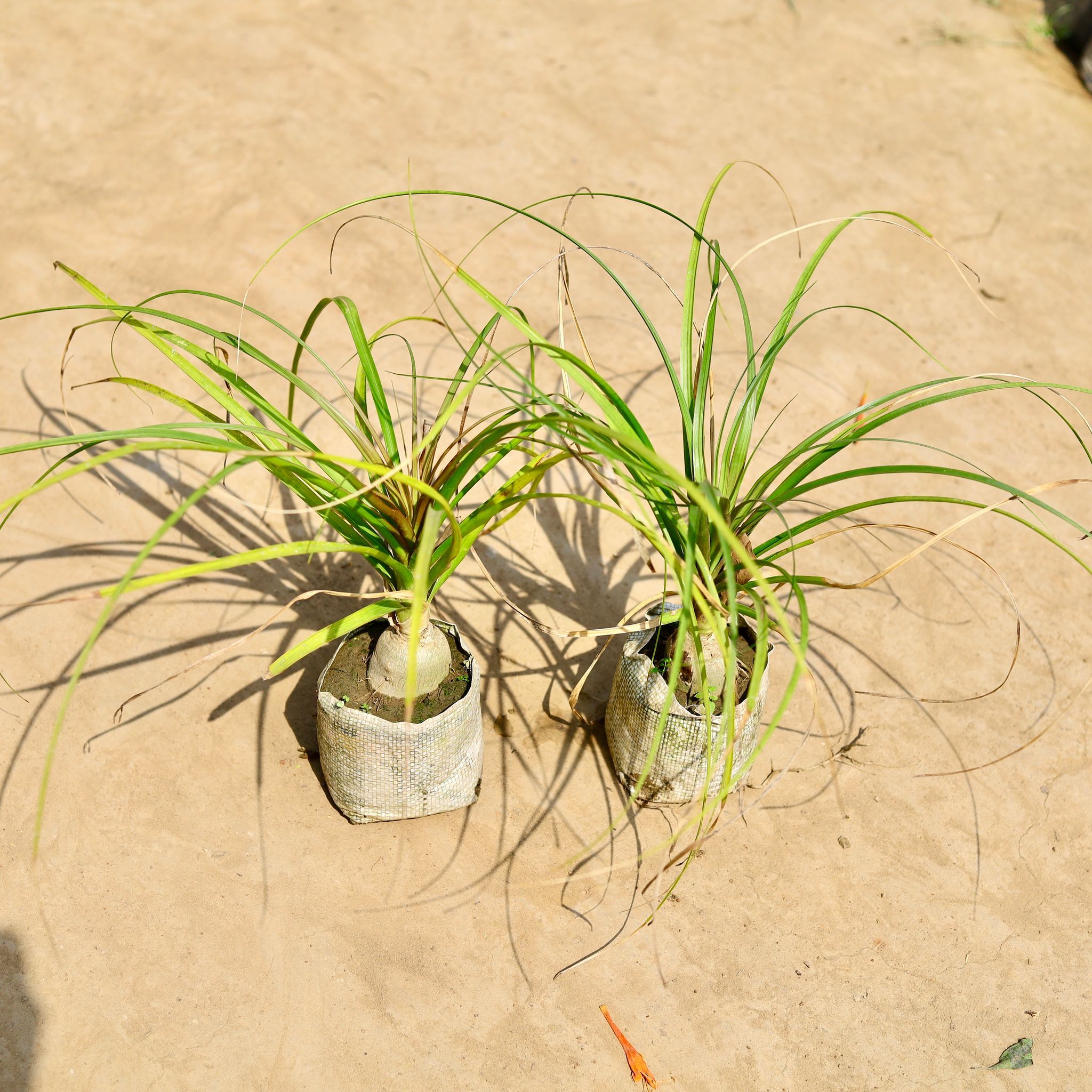 Free Next Day Delivery | Set of 2 - Nolina / Lolina Palm in 4 inch ...