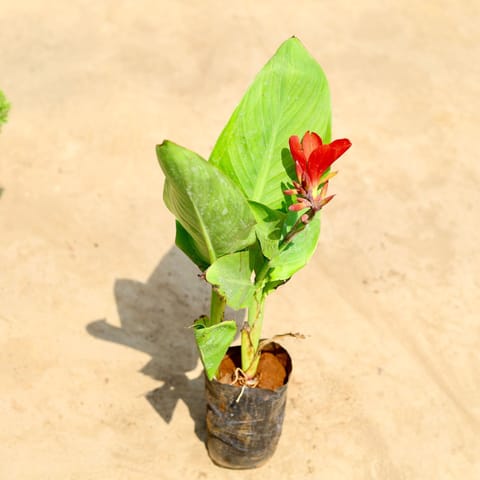 Free Next Day Delivery | Canna Lily / keli (any colour) in 4 inch ...