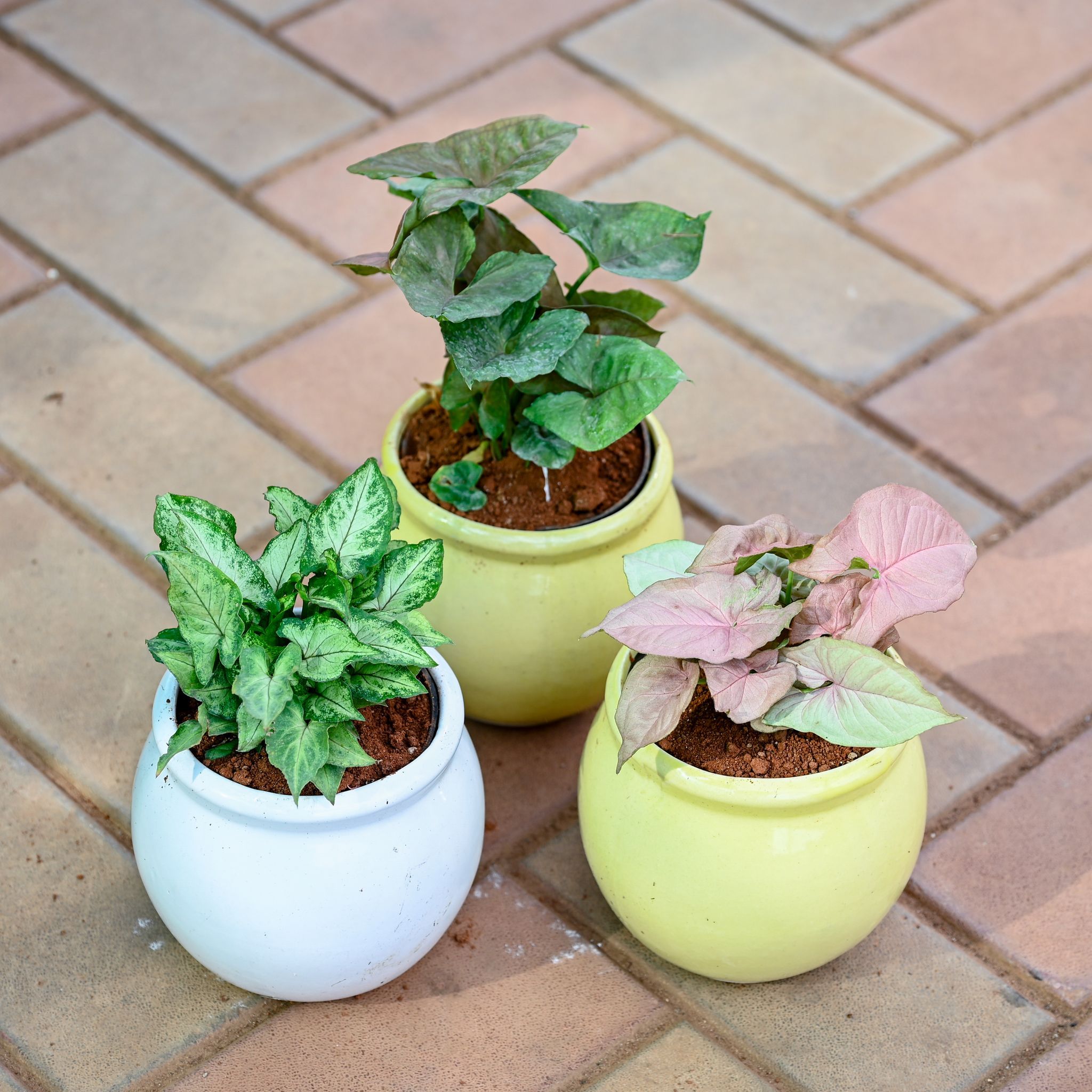 Free Next Day Delivery | Set of 3 - Syngonium (Pink, Pixie Green ...