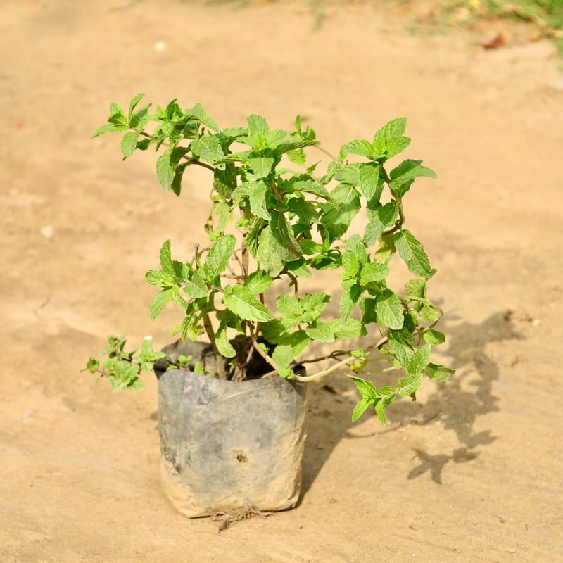 Free Next Day Delivery | Mint / Pudina in 4 Inch Nursery Bag