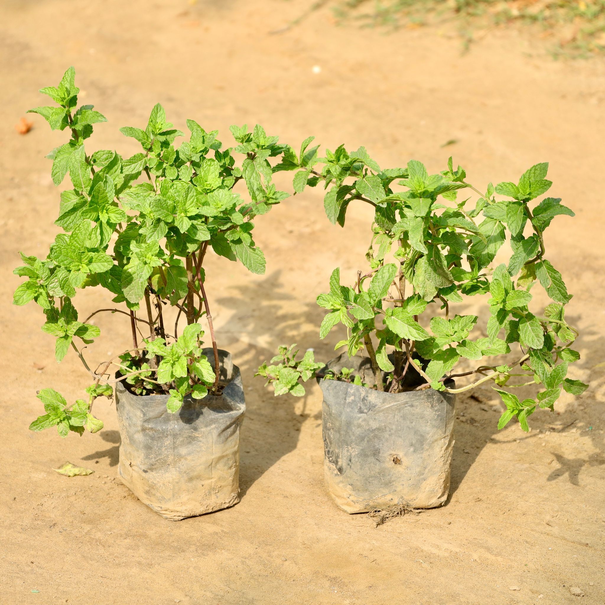 Free Next Day Delivery | Set of 2 - Mint / Pudina in 4 Inch Nursery Bag