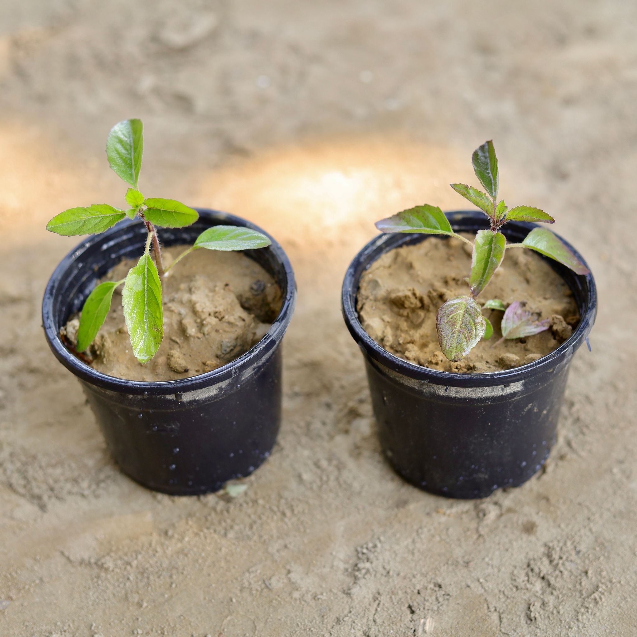 Free Next Day Delivery | Set of 2 - Rama & Shyama Tulsi in 6 Inch ...