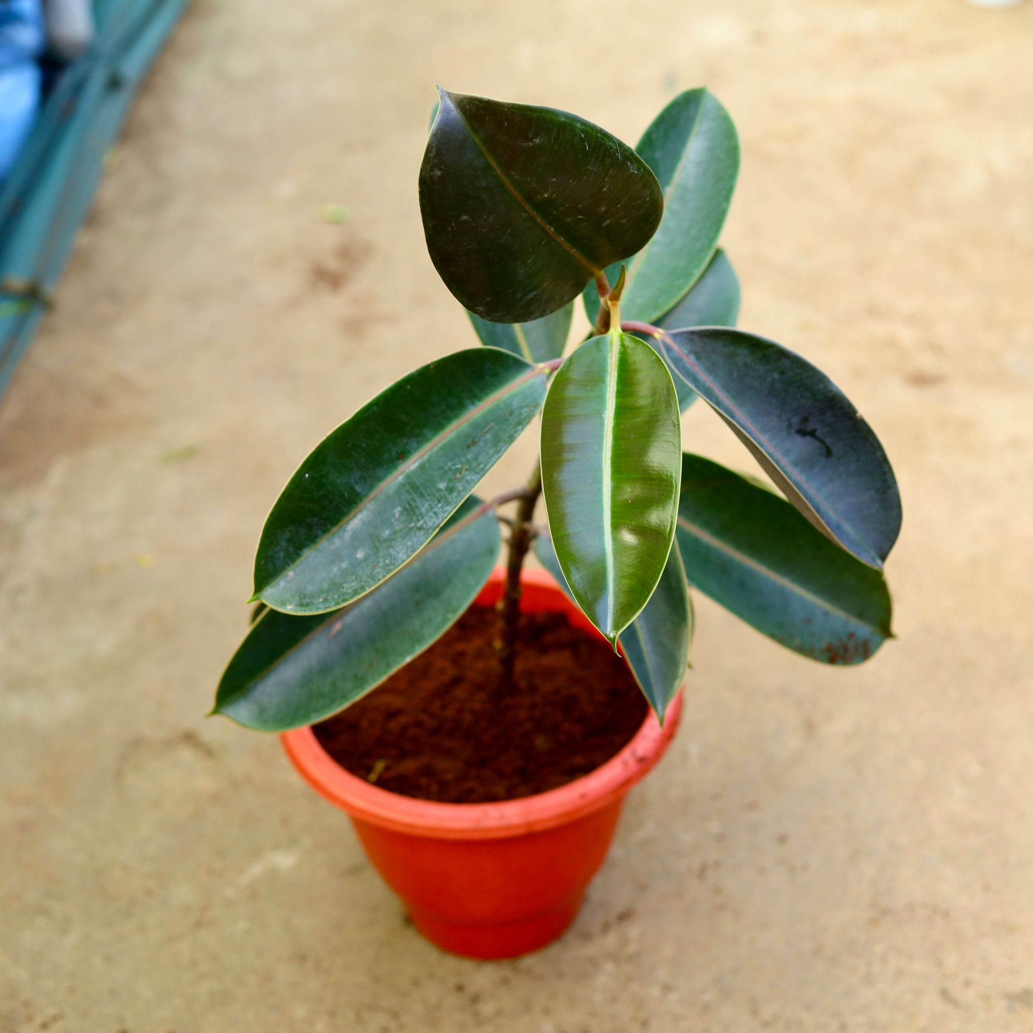 Free Next Day Delivery | Rubber Black in 10 Inch Terracotta Red Classy ...