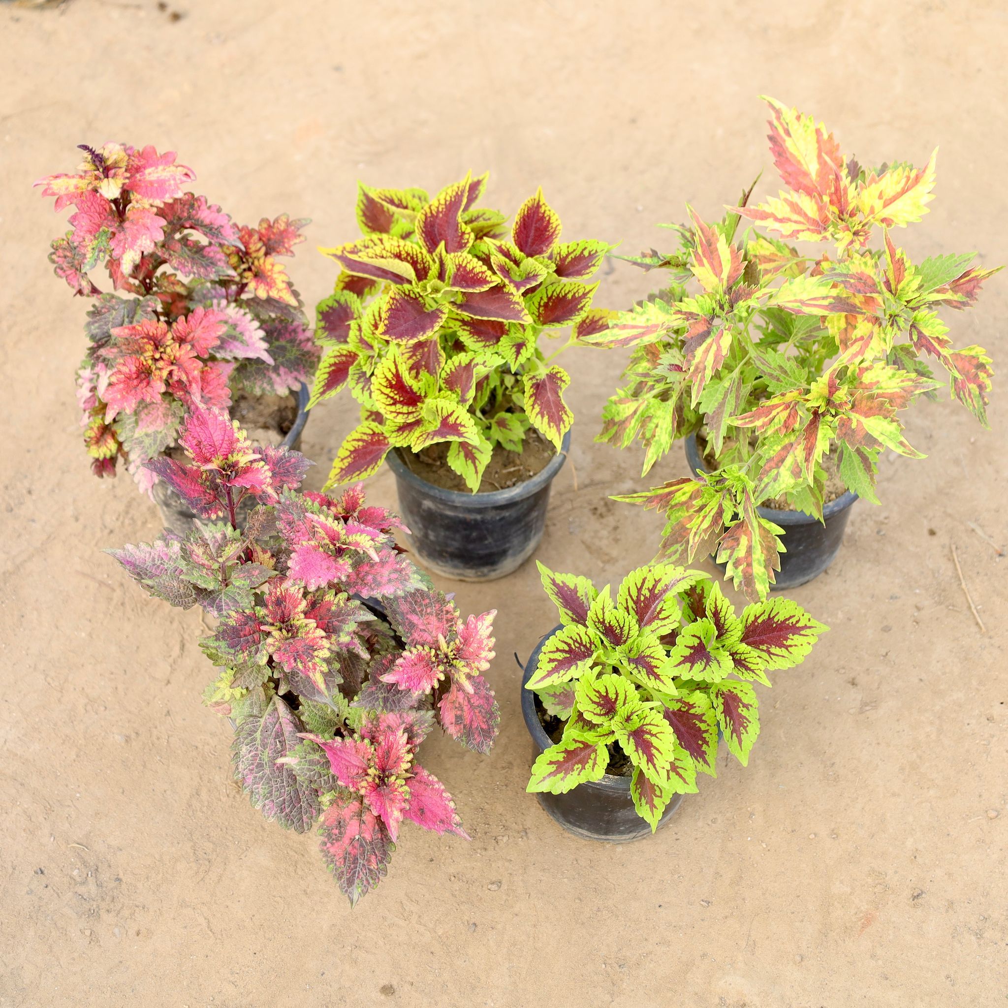 Free Next Day Delivery | Set of 5 - Coleus Red & Coleus Green in 4 Inch ...