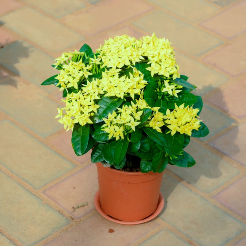 Free Next Day Delivery | Ixora Yellow in 5 Inch Red Nursery Pot With Tray