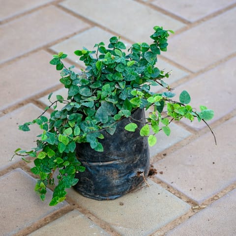 Free Next Day Delivery | Creeping Fig / Chipkali Bel in 4 Inch Nursery bag