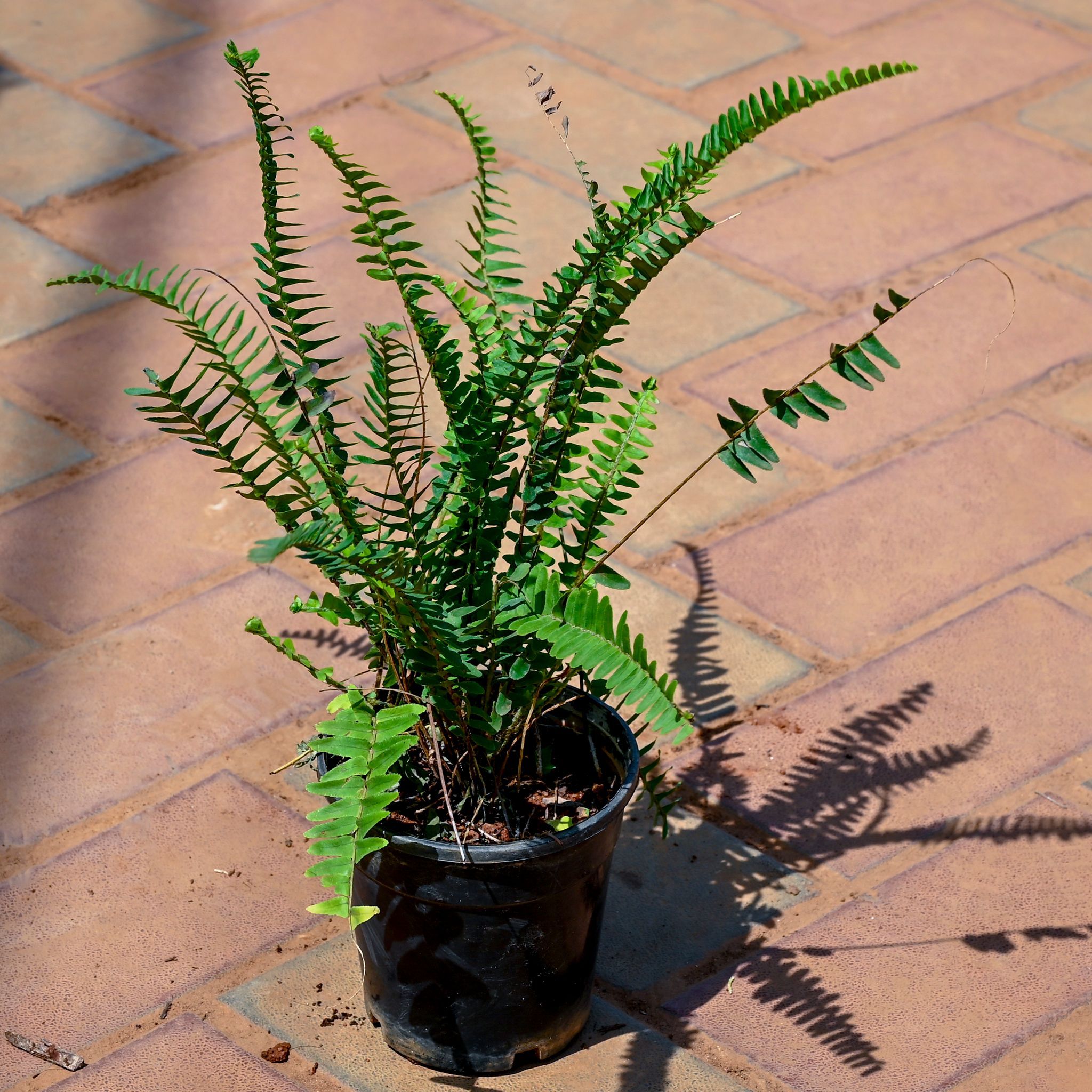 Free Next Day Delivery | Fern Green in 4 Inch Nursery Pot
