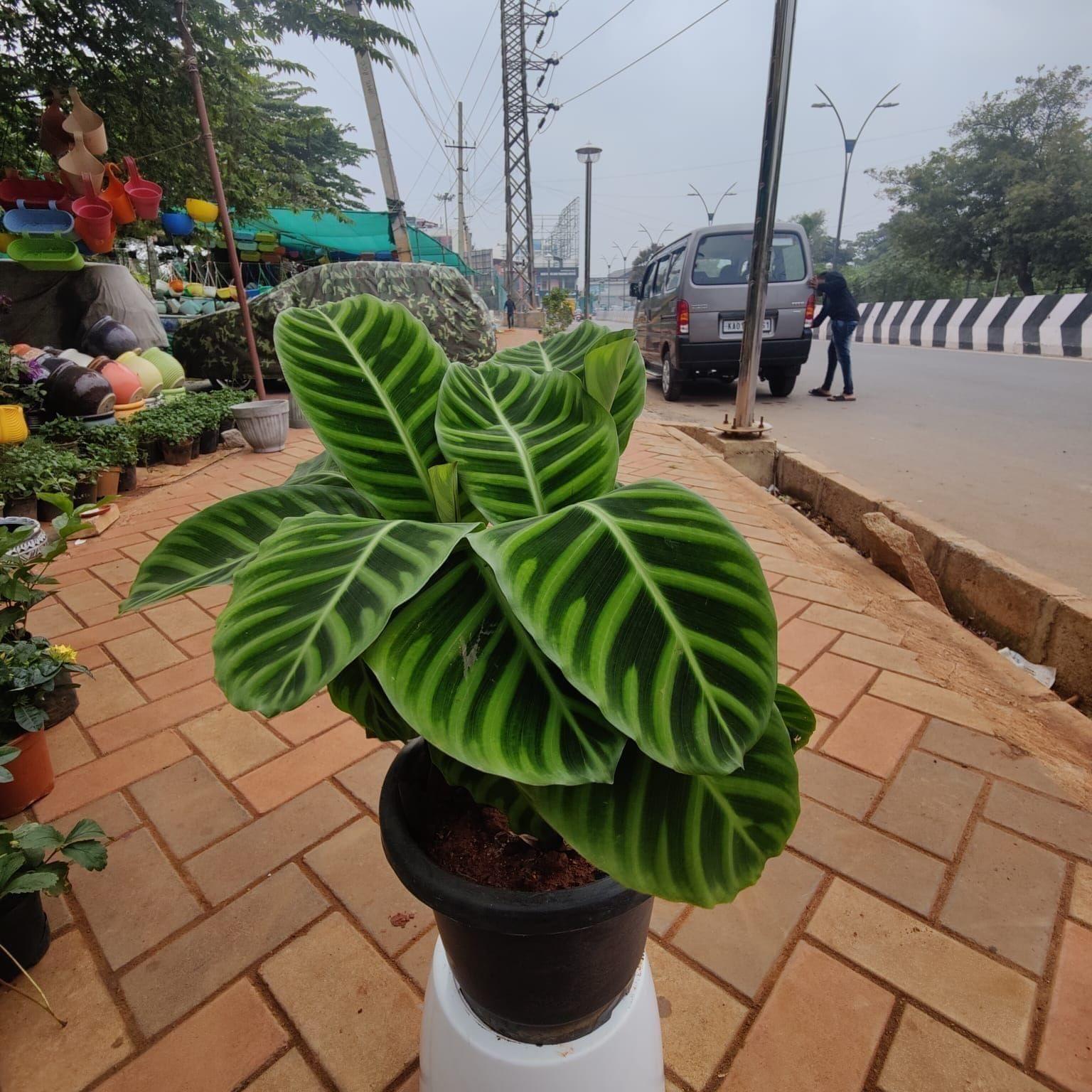 Free Next Day Delivery | Exotic Calathea Green in 8 Inch Nursery Pot