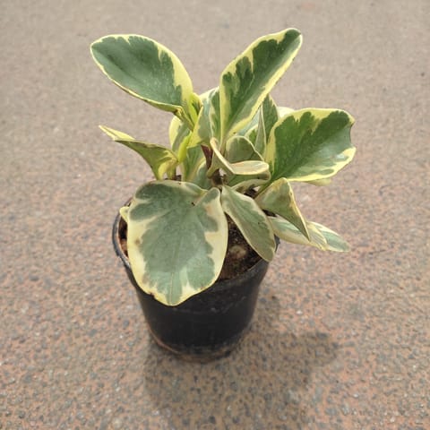 Free Next Day Delivery | Peperomia / Radiator Plant Variegated in 4 ...