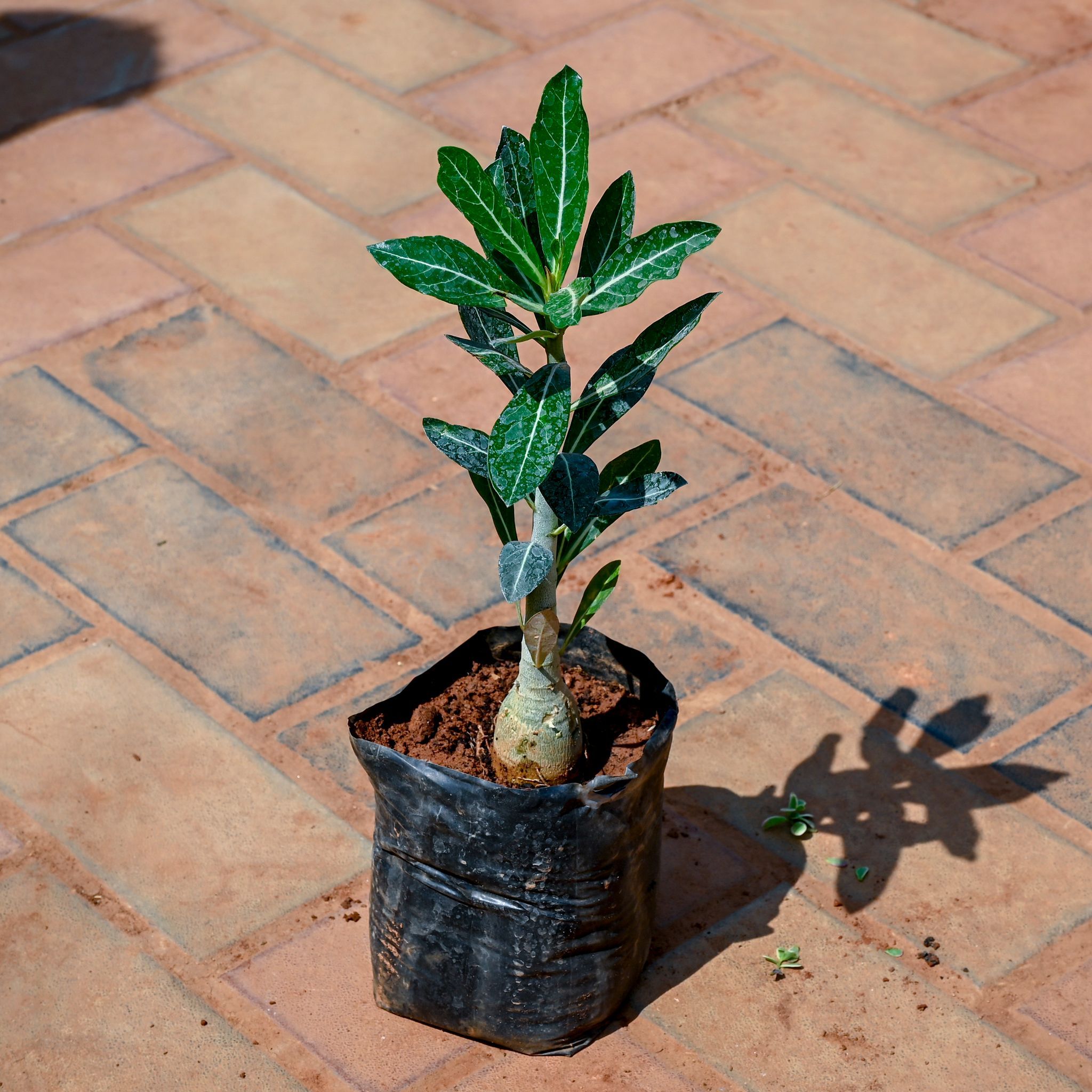 Free Next Day Delivery | Adenium Grafted (Any Colour) in 4 Inch Nursery Pot