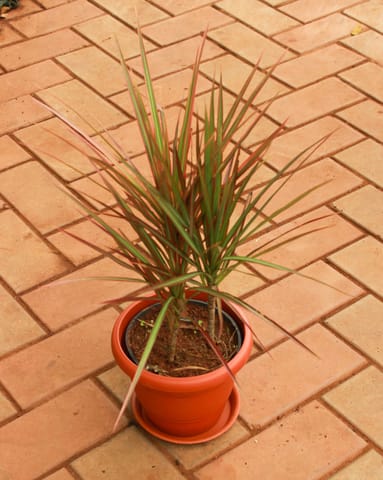 Free Next Day Delivery | Dracaena Marginata / Colorama Red in 7 Inch ...