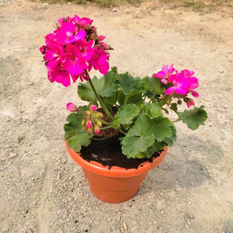 Free Next Day Delivery | Geranium (any colour) in 7 Inch Classy Red ...