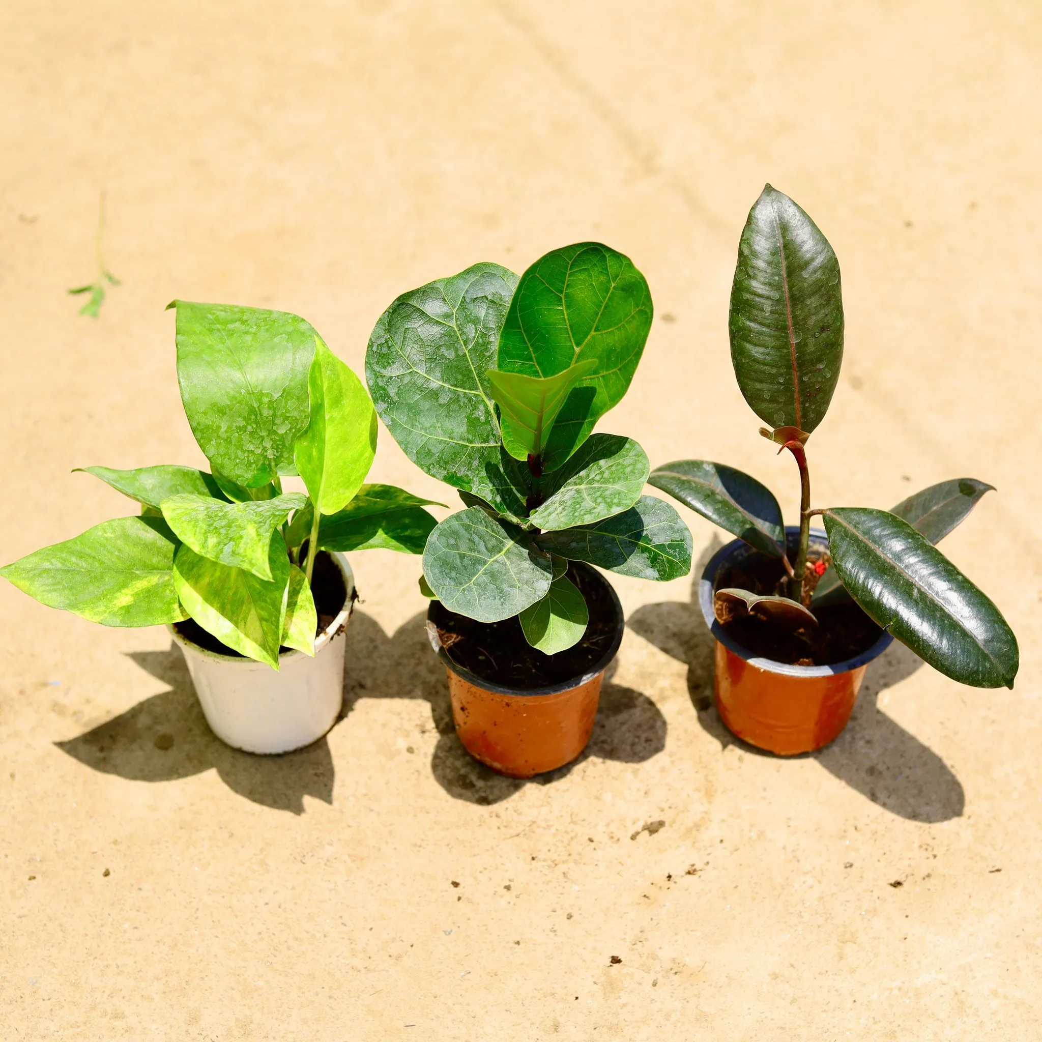 Free Next Day Delivery |Set of 3 - Fiddle Leaf Fig / Ficus Lyrata ...