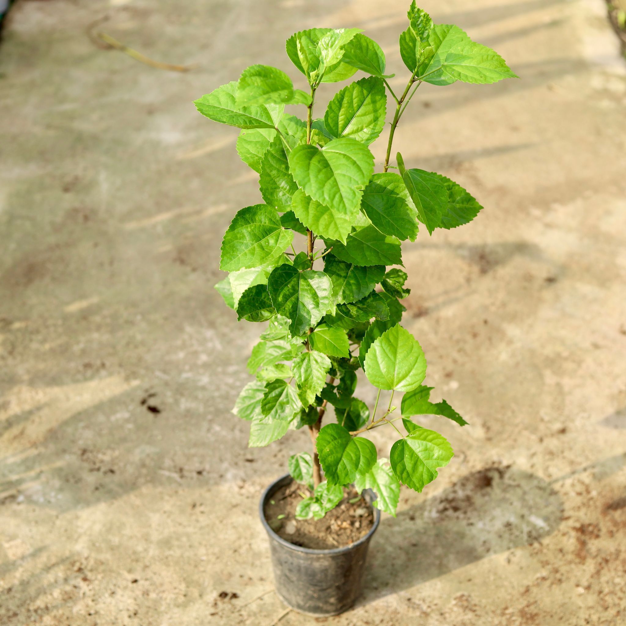 Free Next Day Delivery | Hibiscus / Gudhal Red in 6 Inch Black Nursery Pot