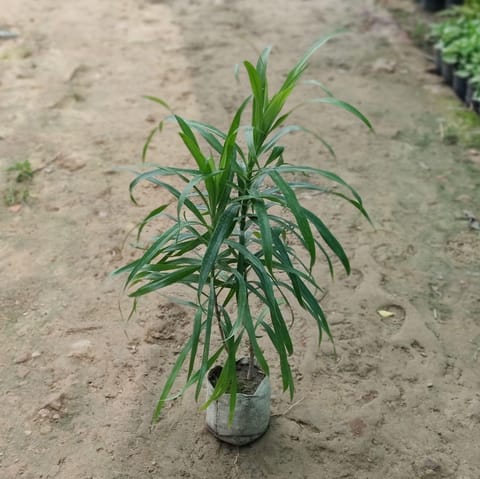 Buy Dracaena Green in 4 inch Nursery Bag at Urvann. Choose from 10000 ...