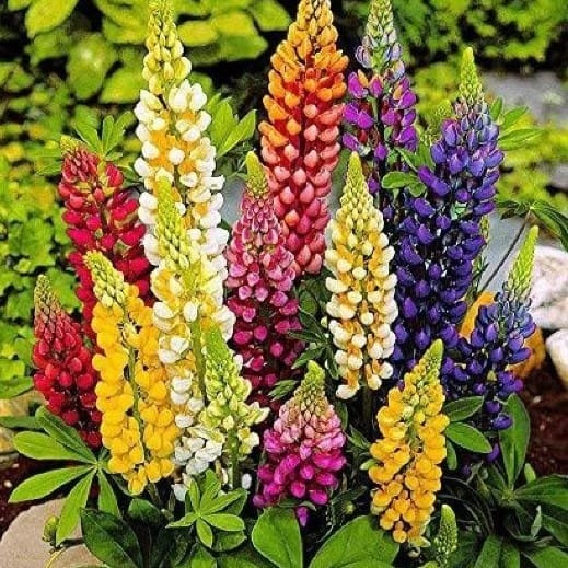 Free Next Day Delivery | Lupin Seeds - Excellent Germination