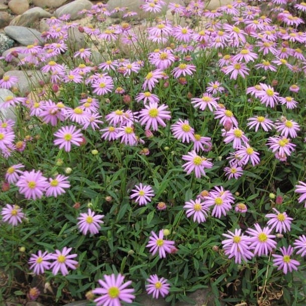 Free Next Day Delivery | Brachyscome Seeds - Excellent Germination