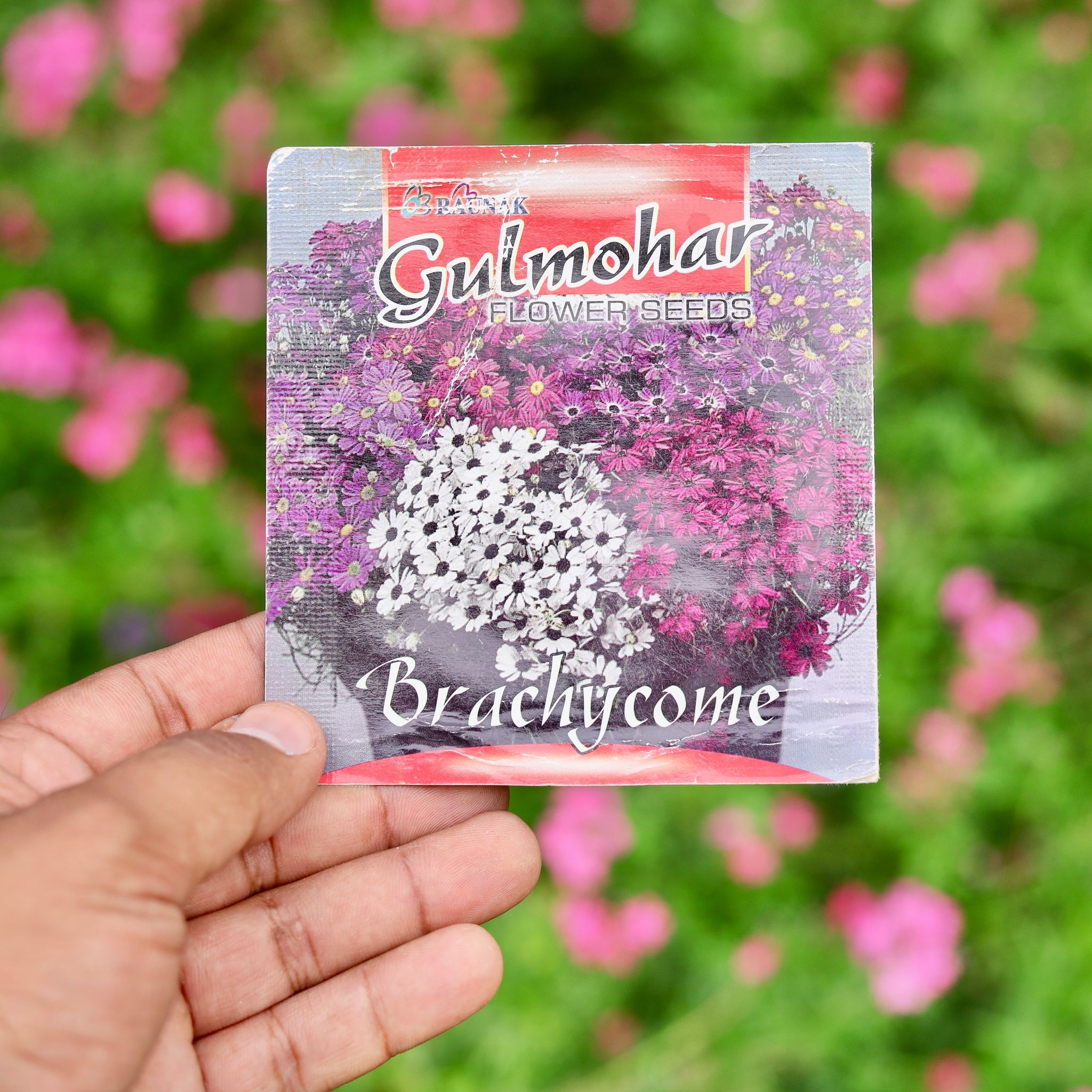 Free Next Day Delivery | Brachyscome Seeds - Excellent Germination