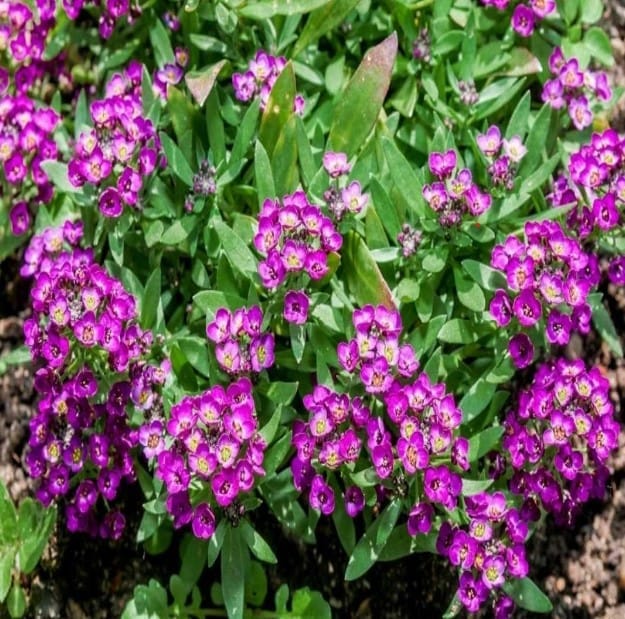 Free Next Day Delivery | Alyssum Mixed Seeds - Excellent Germination