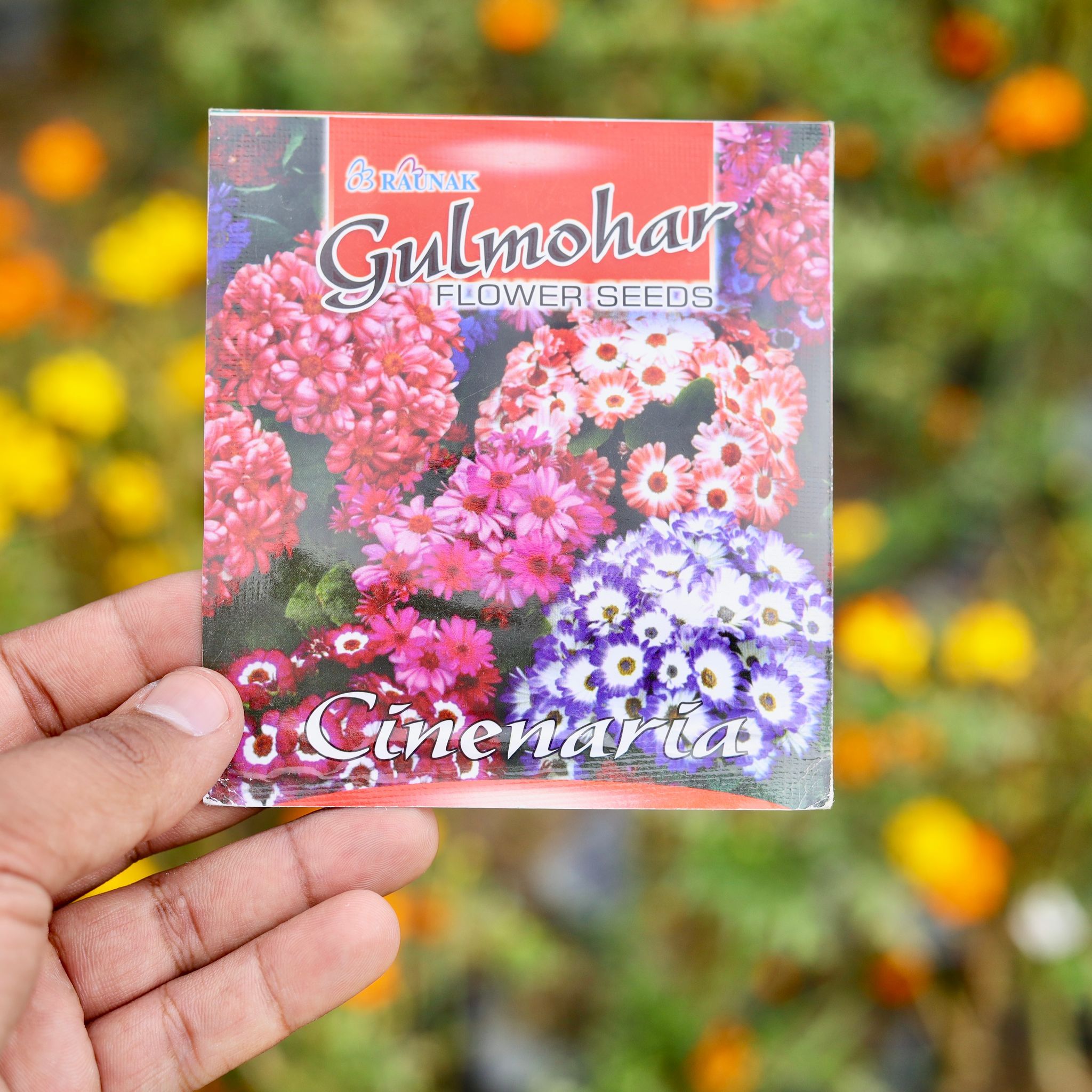 Free Next Day Delivery | Cineraria Mixed Seeds - Excellent Germination