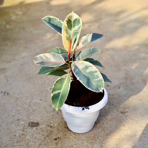Free Next Day Delivery | Rubber Variegated in 8 Inch Nursery Pot