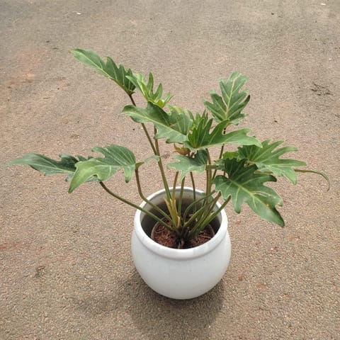 Free Next Day Delivery | Xanadu Green in 6 Inch Classy White Matki ...