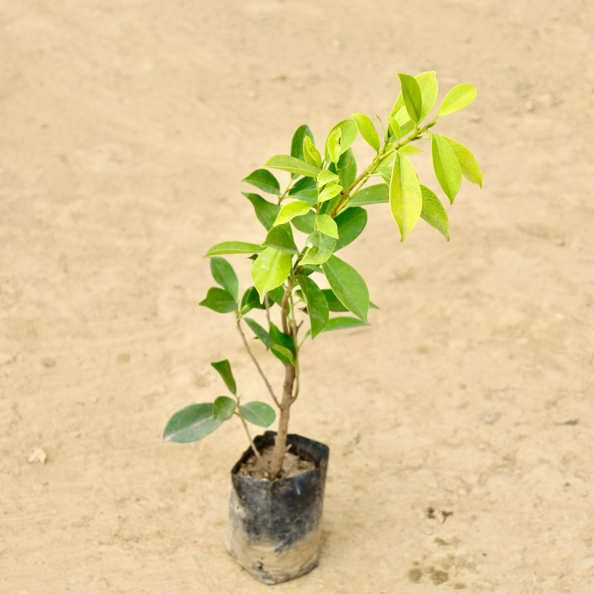Free Next Day Delivery | Ficus Panda in 4 Inch Nursery Bag