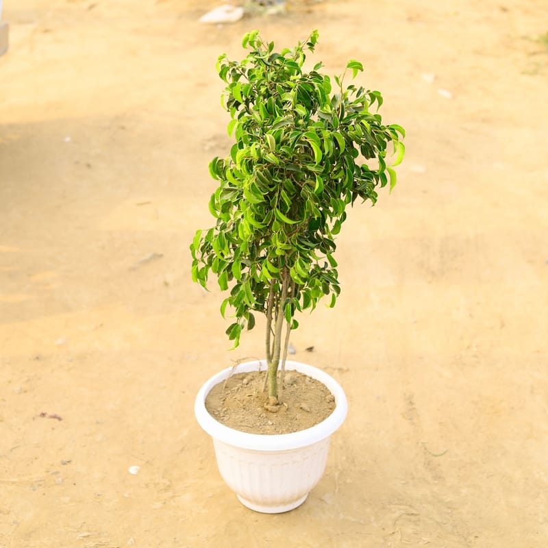 Free Next Day Delivery |Ficus Black Bushy in 8 Inch White Premium Olive ...